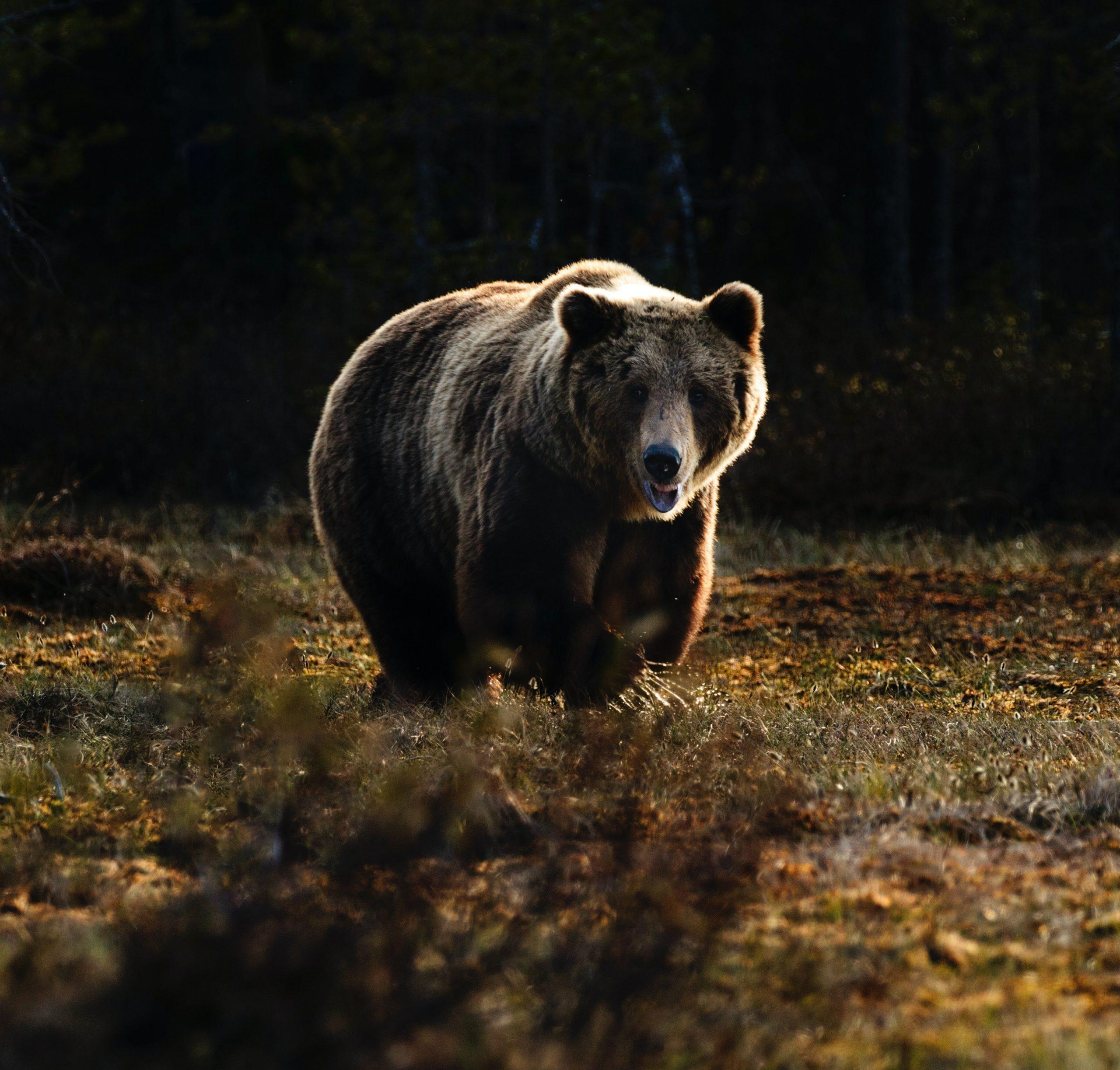 Bear in mind: hiken met beren - RAYU