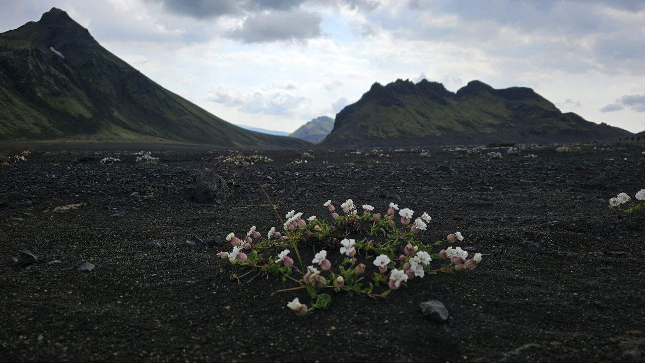 Flowerpower op levenloos lava - RAYU