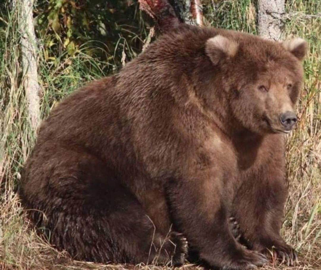 Fat Bear Week 2025 - RAYU